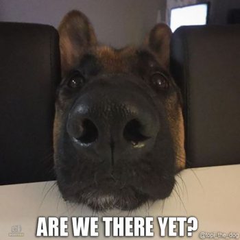 16 Funniest German Shepherd Memes for a Good Mood - The Dogman