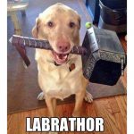 16 Best Labrador Memes to Set the Mood - The Dogman