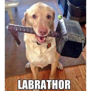16 Best Labrador Memes to Set the Mood - The Dogman
