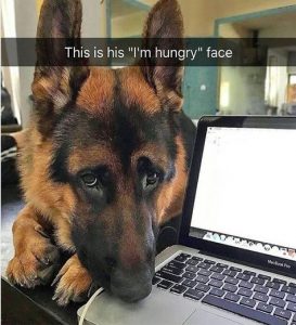 16 Best German Shepherd Memes of All Time - The Dogman