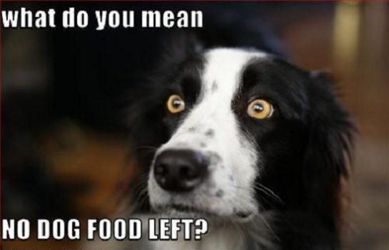 17 Cool Border Collie Memes - The Dogman