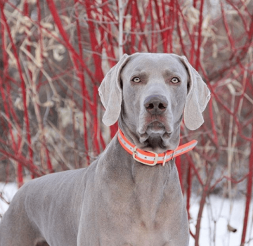80+ Beautiful Names For Grey Dogs - The Dogman