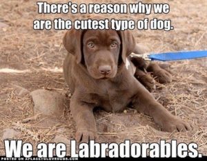 16 Best Labrador Memes to Raise Your Mood - The Dogman