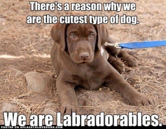 16 Best Labrador Memes to Raise Your Mood - The Dogman