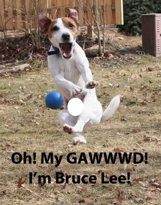 15 Funny Jack Russell Memes That Will Make Your Day! - The Dogman