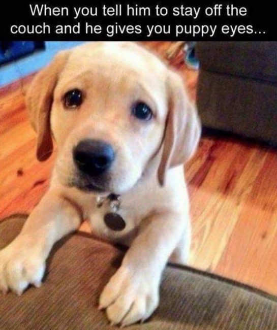 16 Best Labrador Retriever Memes to Set the Mood - The Dogman