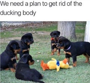 16 Rottweiler Memes You Should Love - The Dogman