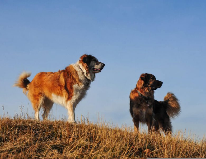 10 Reasons Why Dogs Howl And How To Deal With It - The Dogman