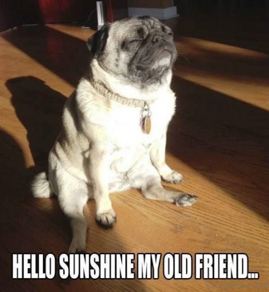 17 Irresistibly Funny Pug Memes - The Dogman