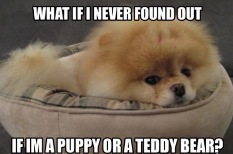 16 Pomeranian Memes That Will Keep You Laughing For Hours - The Dogman