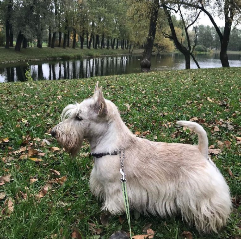 14 Interesting Scottish Terrier Facts You Probably Never Knew About ...