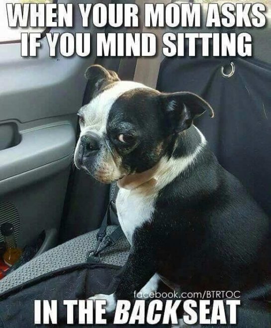 15 Funny Dog Memes That You Must Show to Your Friends Who Own Boston ...
