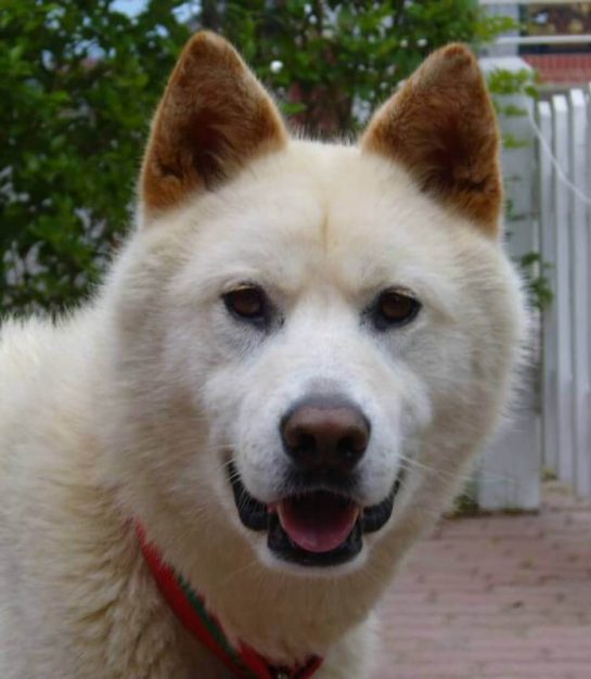 240+ Korean Dog Names for Your Pooch! - The Dogman