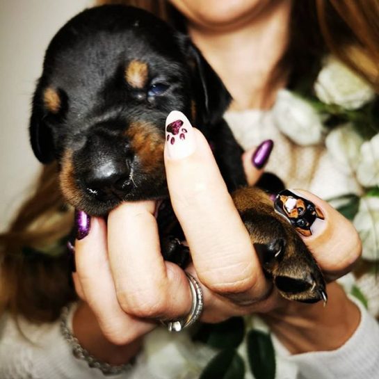 16 Entertaining Nail Designs for Doberman Pinscher Owners - The Dogman