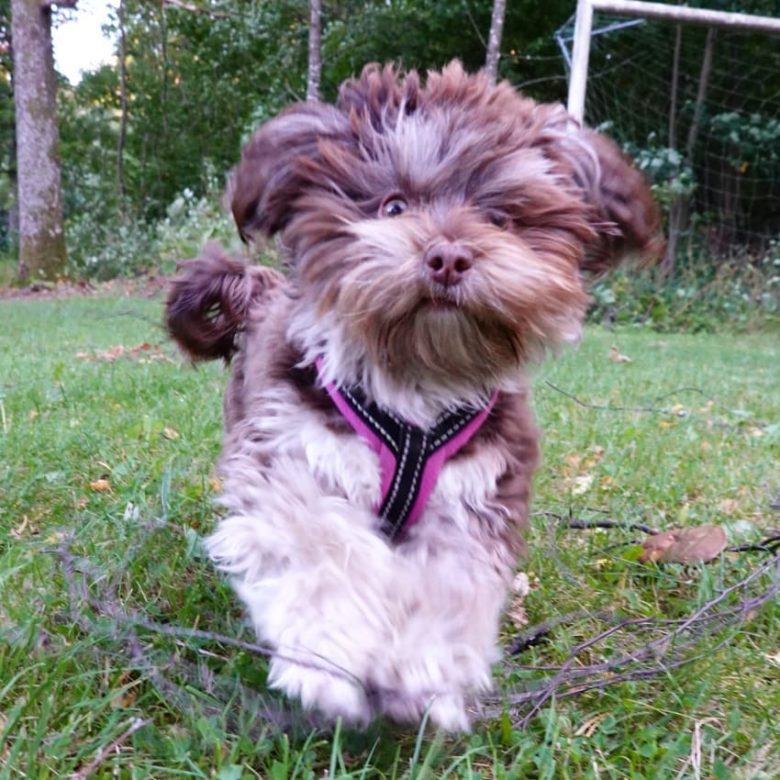 14 Things That Make Your Havanese Dog Happy - The Dogman
