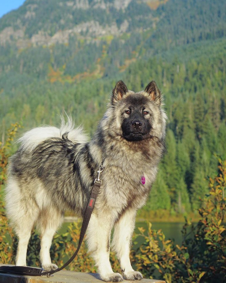 14 Facts You May Not Know About Norwegian Elkhounds - The Dogman