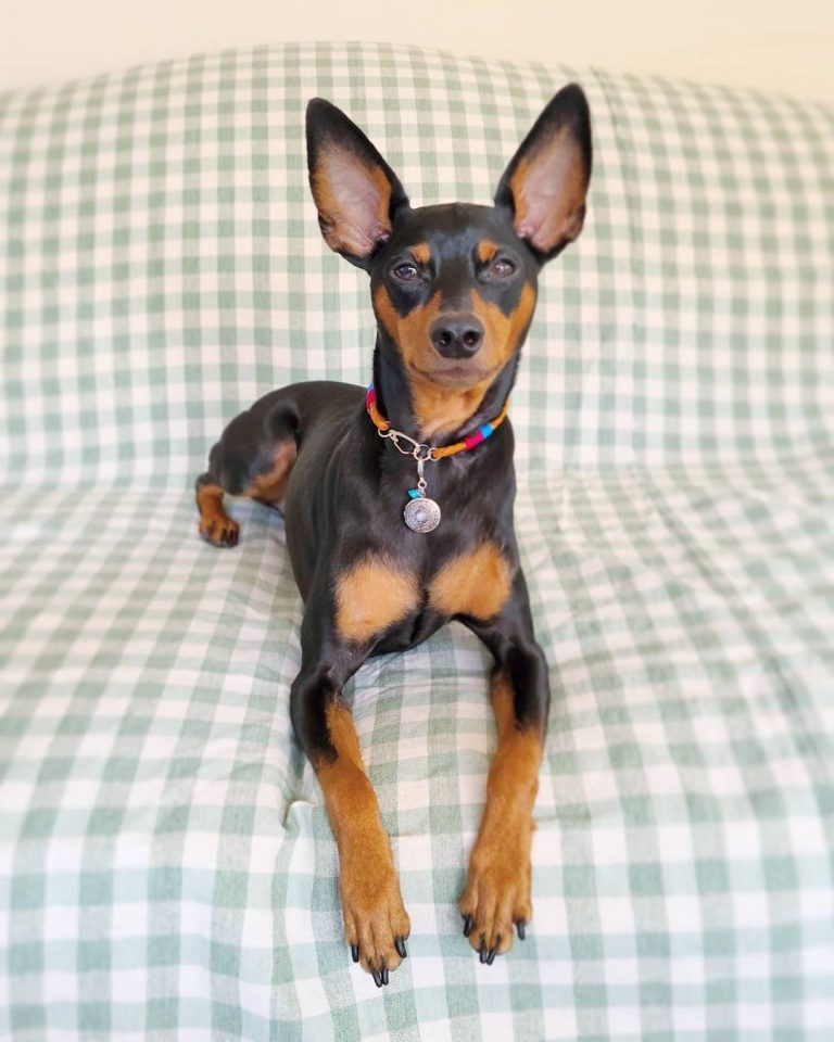 14 Facts About Big Personalities Of Miniature Pinschers - The Dogman