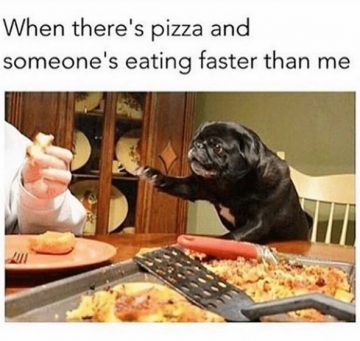 16 Best Pug Memes - Page 5 of 6 - The Dogman