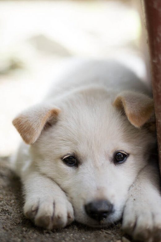 240 Korean Dog Names For Your Pooch The Dogman 240-korean-dog-names-for-your-pooch-the-dogman