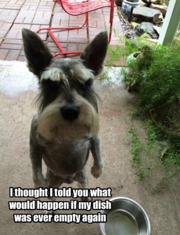 15 Best Schnauzer Memes So You Won't Be Sad - Page 5 of 5 - The Dogman