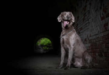 80+ Beautiful Names For Grey Dogs - The Dogman