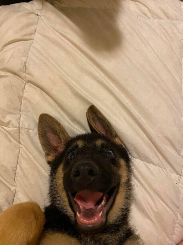 15 Cute German Shepherd Puppies You'll Have to See to Believe - The Dogman