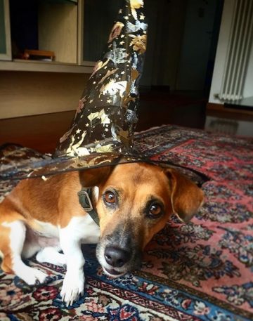 15 Funny Jack Russell Memes That Will Make Your Day! - The Dogman