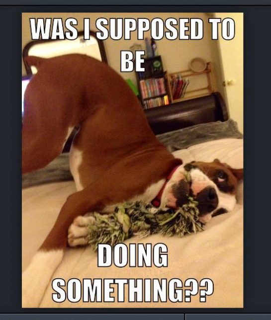 16 Best Boxer Memes to Raise Your Mood - The Dogman