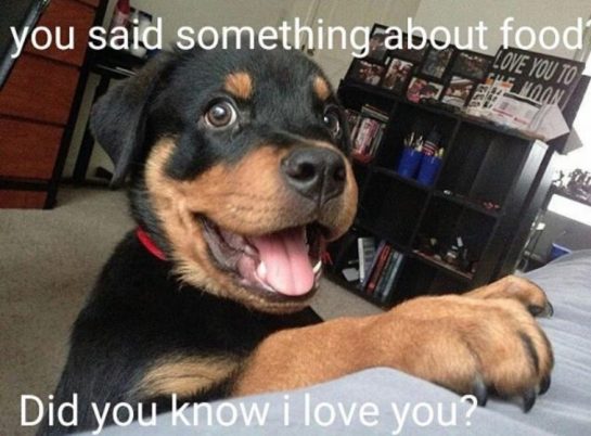 16 Rottweiler Memes You Should Love - The Dogman