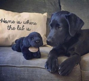 16 Best Labrador Memes to Raise Your Mood - The Dogman