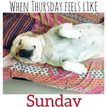 16 Best Labrador Memes to Raise Our Mood - The Dogman