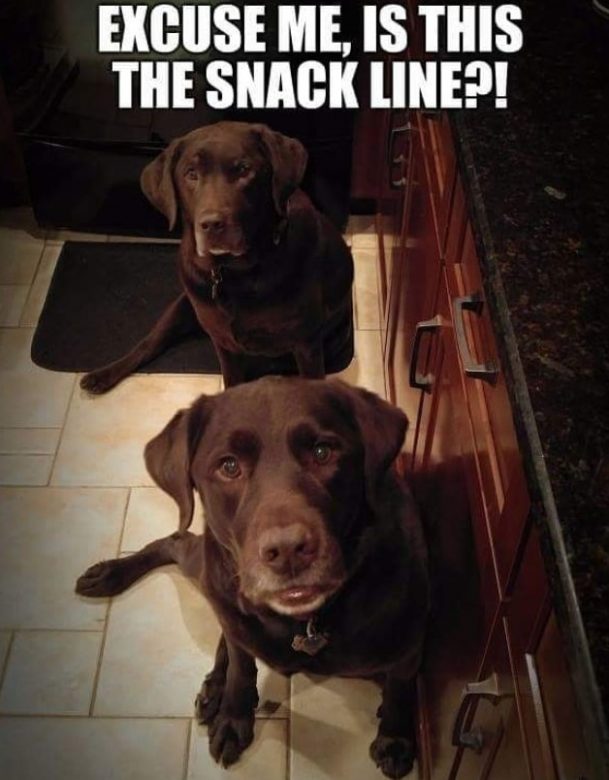 16 Best Labrador Retriever Memes to Set the Mood - The Dogman