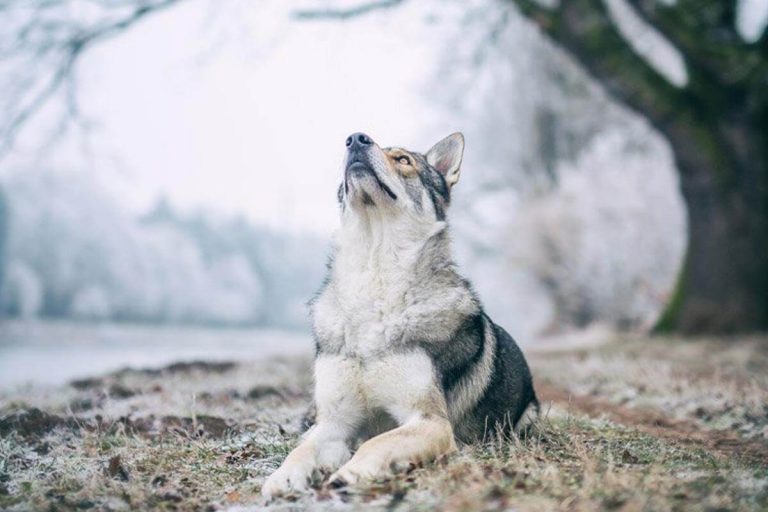 10 Reasons Why Dogs Howl And How To Deal With It - The Dogman