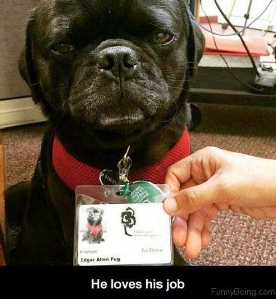 17 Irresistibly Funny Pug Memes - The Dogman