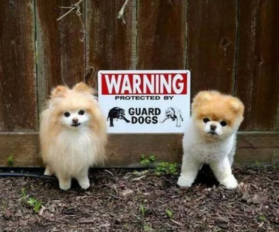 16 Hilarious Pomeranian Memes That Will Keep You Laughing For Hours ...
