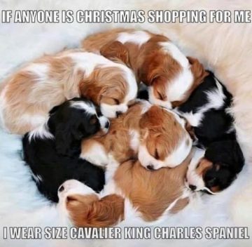 15 Best Cavalier King Charles Spaniel Memes - The Dogman