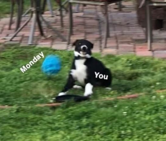 15 Funny Border Collie Memes That Will Make You Fall In Love With Them ...