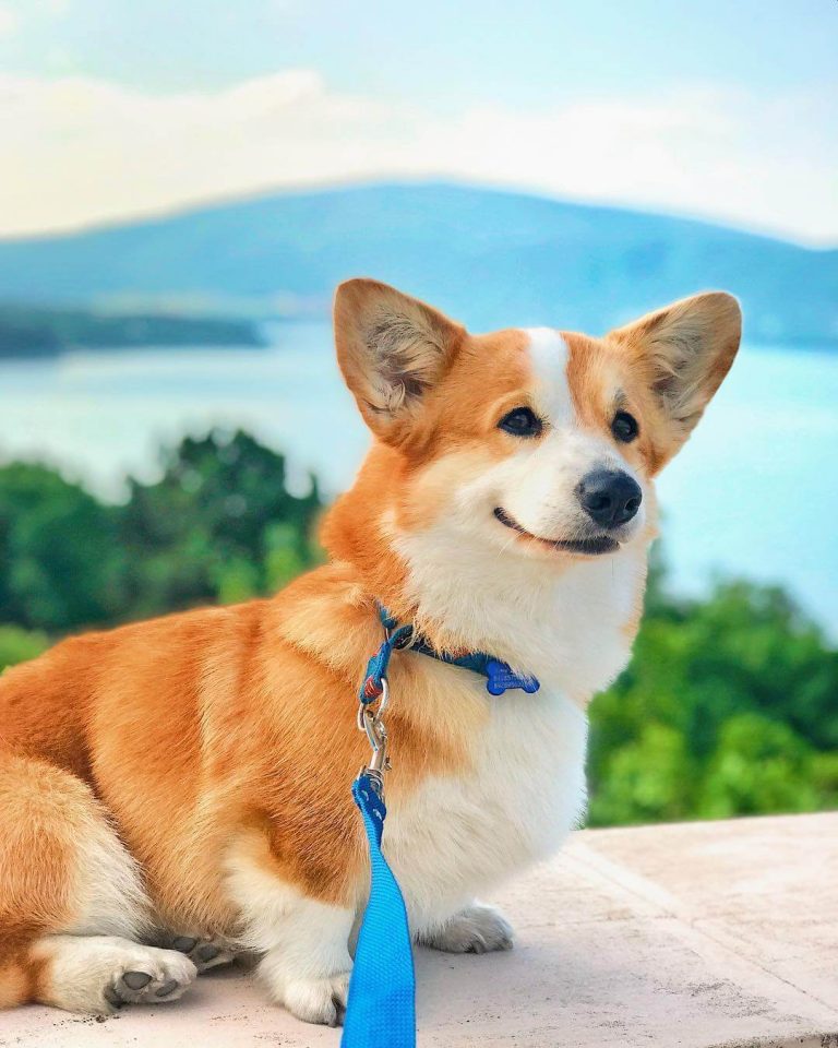 15 Interesting Facts About Corgis - The Dogman