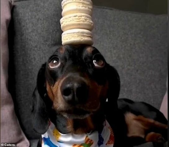 Harlso The Dachshund Striking With Its Sense Of Balance - The Dogman