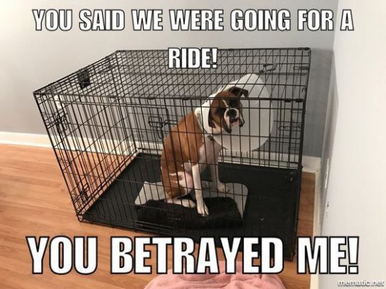 16 Best Boxer Memes to Raise Your Mood - The Dogman