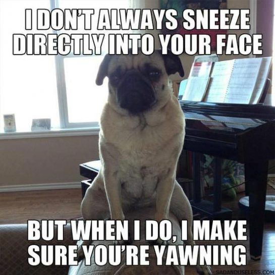 16 Best Pug Memes So You Won't Be Sad - The Dogman