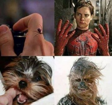 16 Cool Yorkshire Terrier Memes - The Dogman