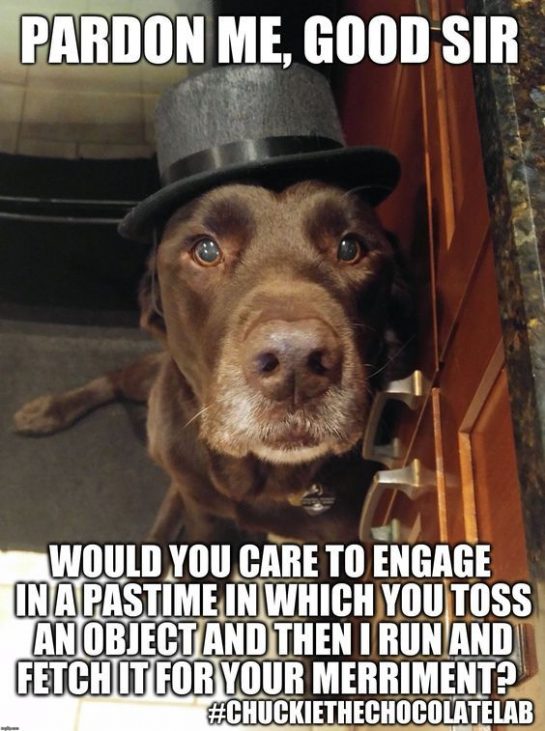 16 Best Labrador Memes So You Don't Be Sad - The Dogman