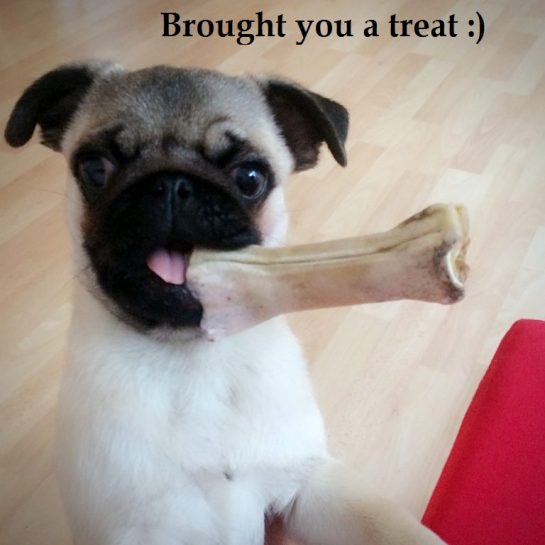 15 Best Pug Memes to Set the Mood - The Dogman