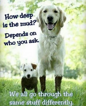 16 Best Labrador Retriever Memes so You Don't Be Sad - The Dogman