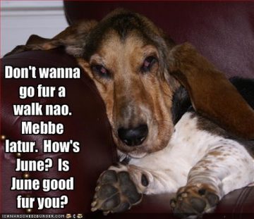 16 Best Basset Hound Memes to Set the Mood - The Dogman