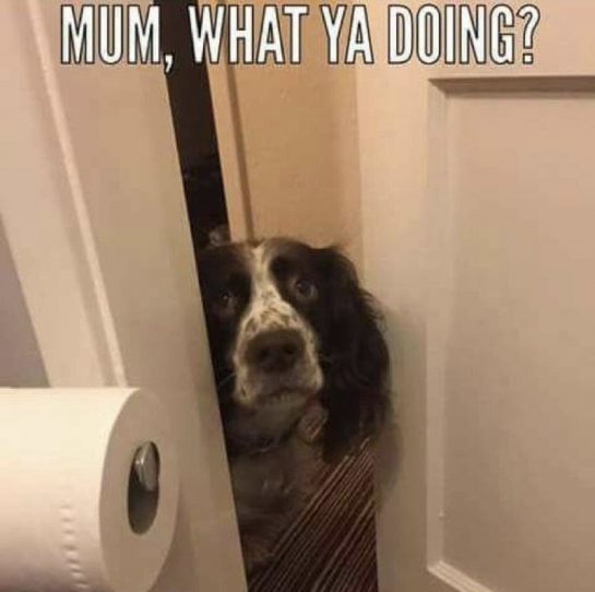 16 Best Springer Spaniel Memes So You Won't Be Sad - The Dogman