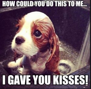 15 Best Cavalier King Charles Spaniel Memes - The Dogman
