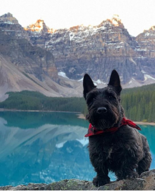 14 Interesting Scottish Terrier Facts You Probably Never Knew About ...
