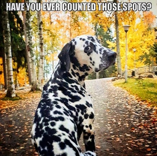 15 Funniest Dalmatian Memes - The Dogman